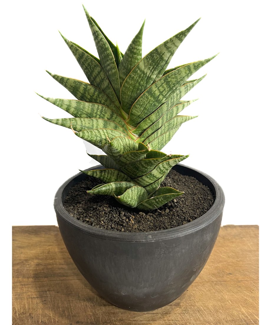 サンセベリア シンドロ「Sansevieria Sindro」6/1-662 | SHOUCH...