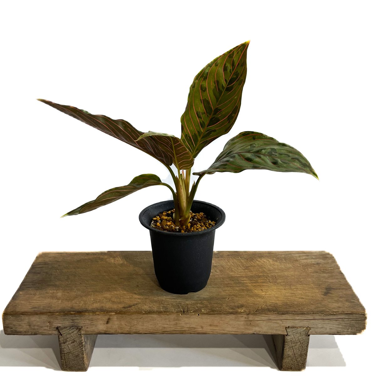 アグラオネマ レッドアーミー「Aglaonema Red Army」1/12 | SHOUCH...