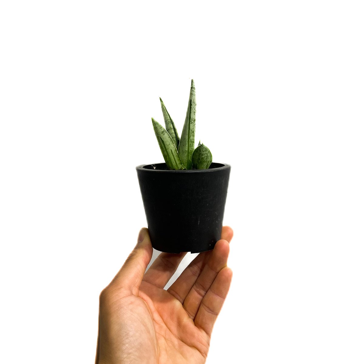 サンセベリア ジュピター「Sansevieria Jupiter」70G-1 | SHOUCH...