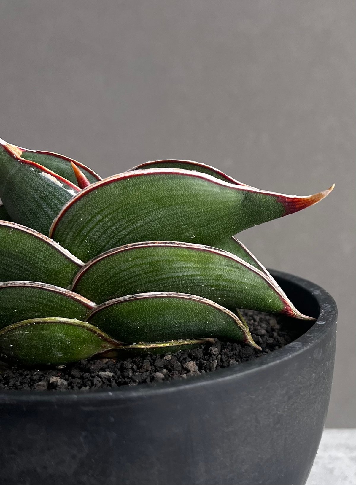 サンセベリア ロリダ 「Sansevieria rorida」35B | SHOUCHIKUEN
