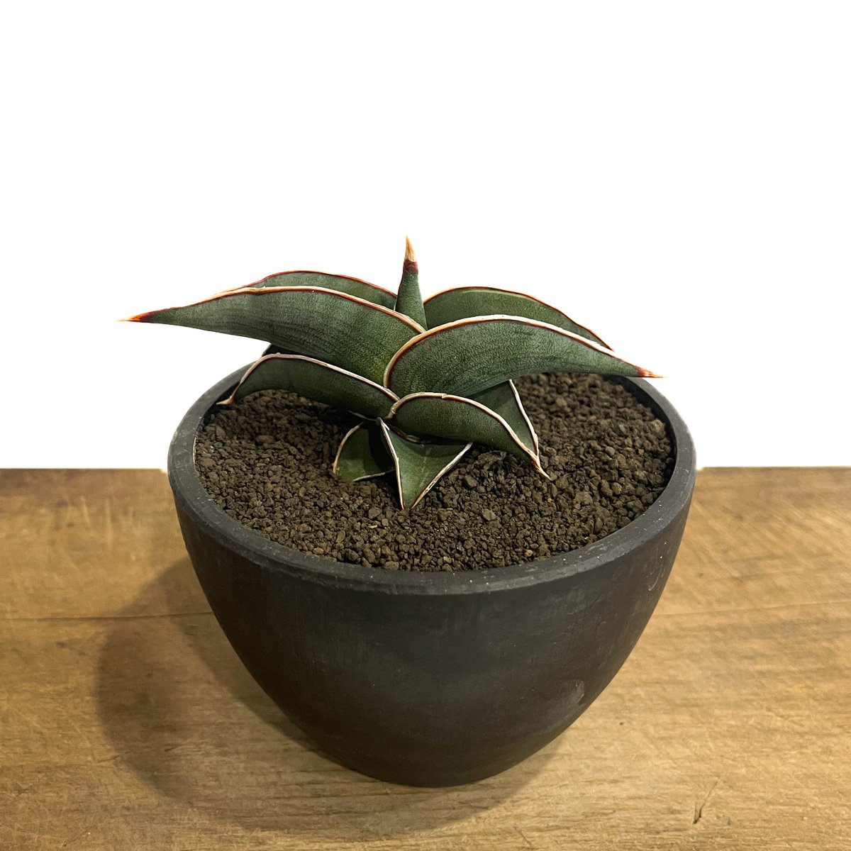 サンセベリア ロリダ 「Sansevieria rorida」5H-1 | SHOUCHIKUEN