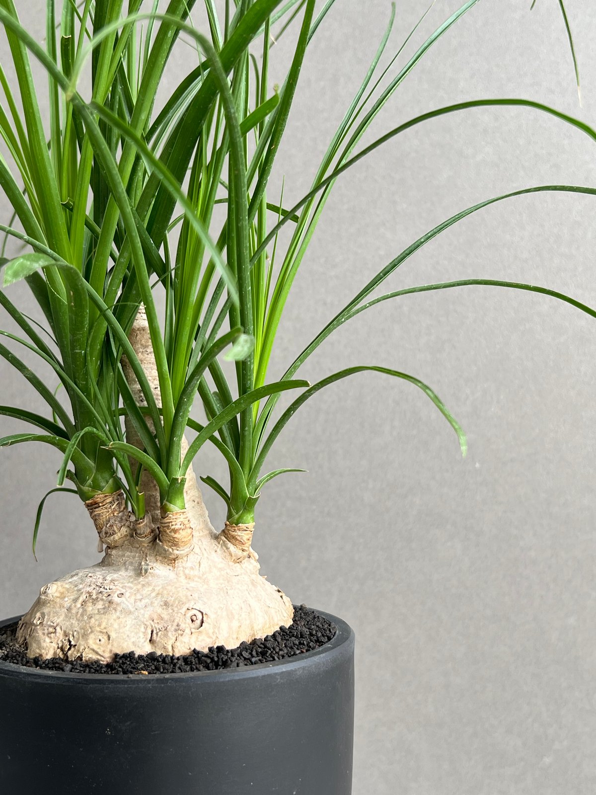 トックリラン(ノリナ) 「Beaucarnea recurvata」 10K | SHOUCH...