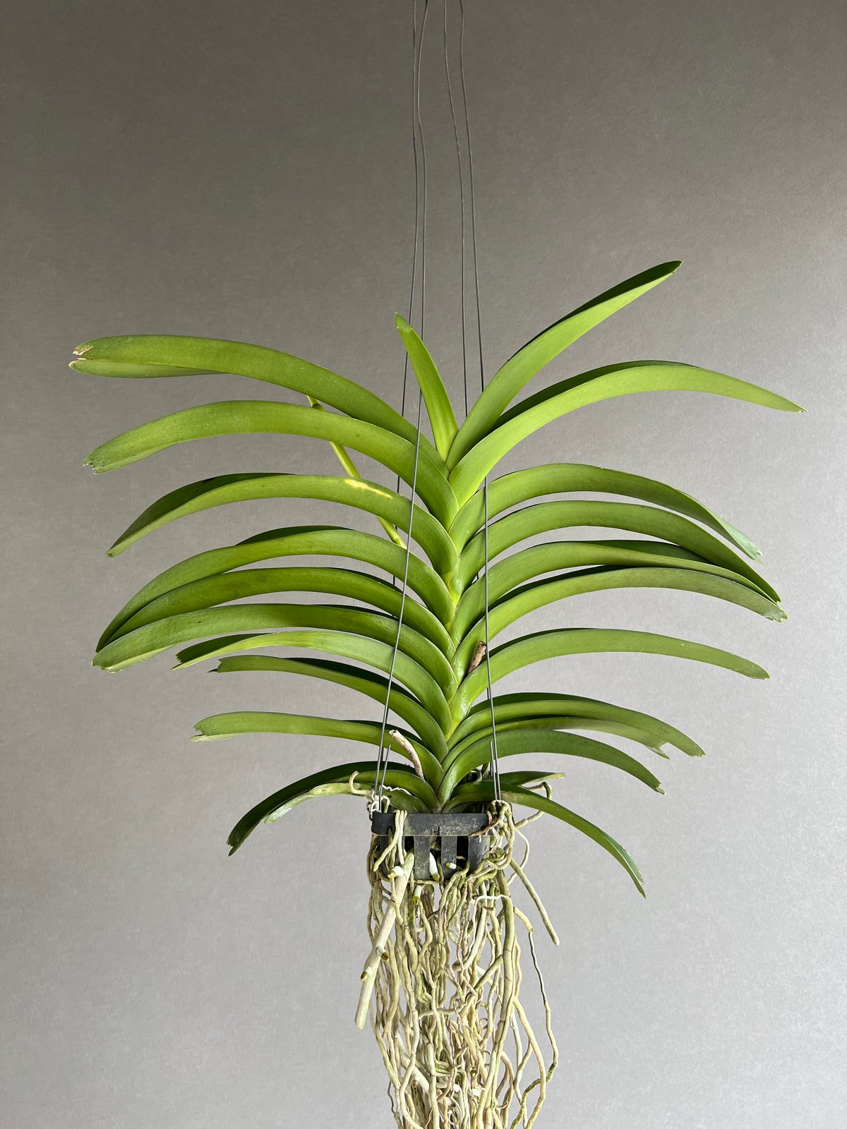 バンダ パクチョン ブルー 「Vanda Pakchong Blue」72P | SHOUCH...