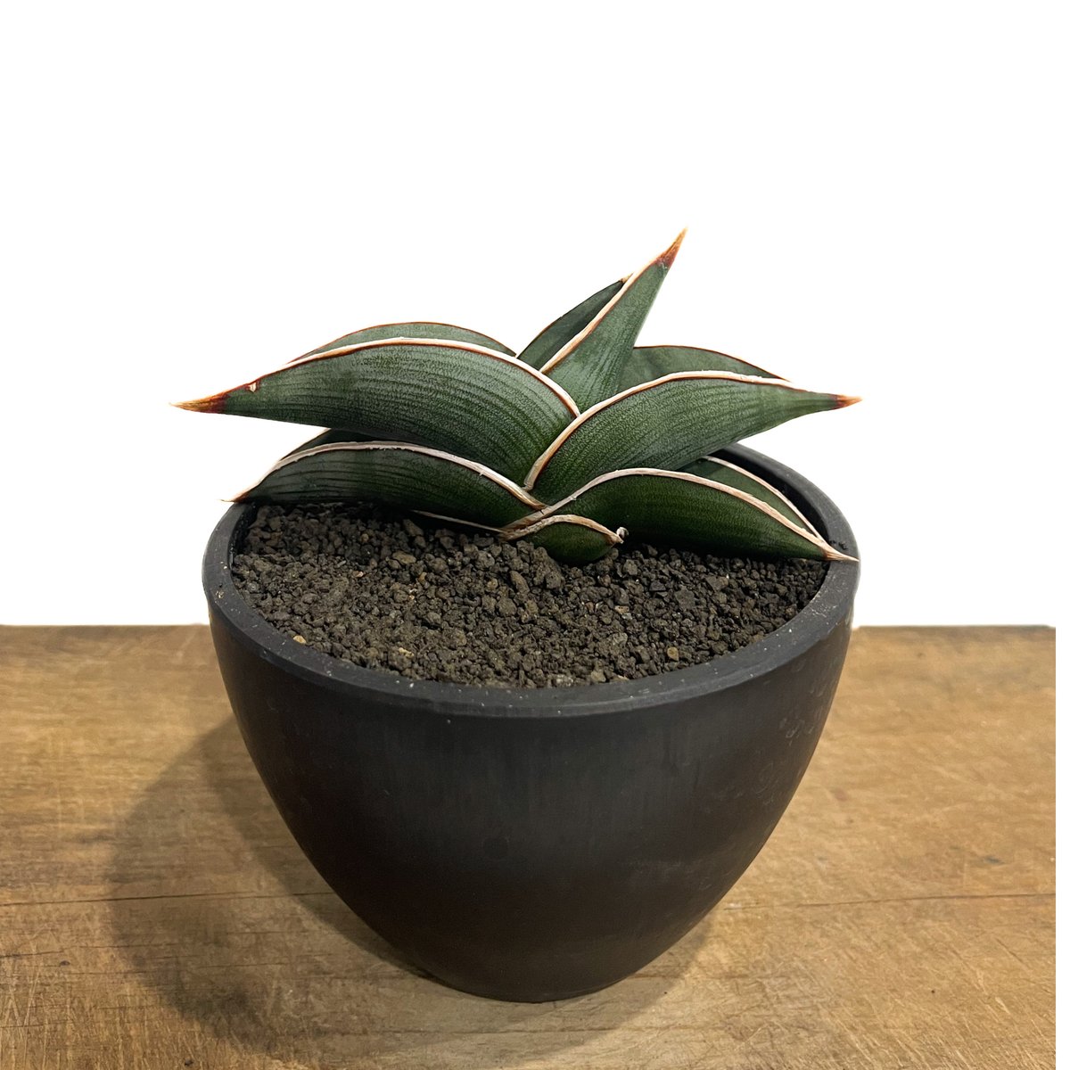 サンセベリア ロリダ 「Sansevieria rorida」50G-1 | SHOUCHI...