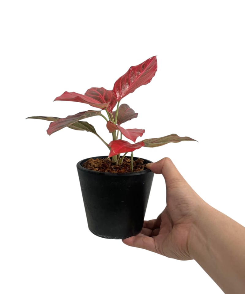 アグラオネマ レッド ベイン 「Aglaonema Red Vein」2U | SHOUCHI アグラオネマ レッド ベイン 「Aglaonema Red Vein」2U | SHOUCHI