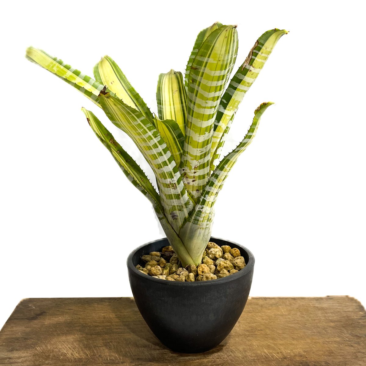 エクメア サムライ 「Aechmea chantinii 'Samurai'」6/25-834...