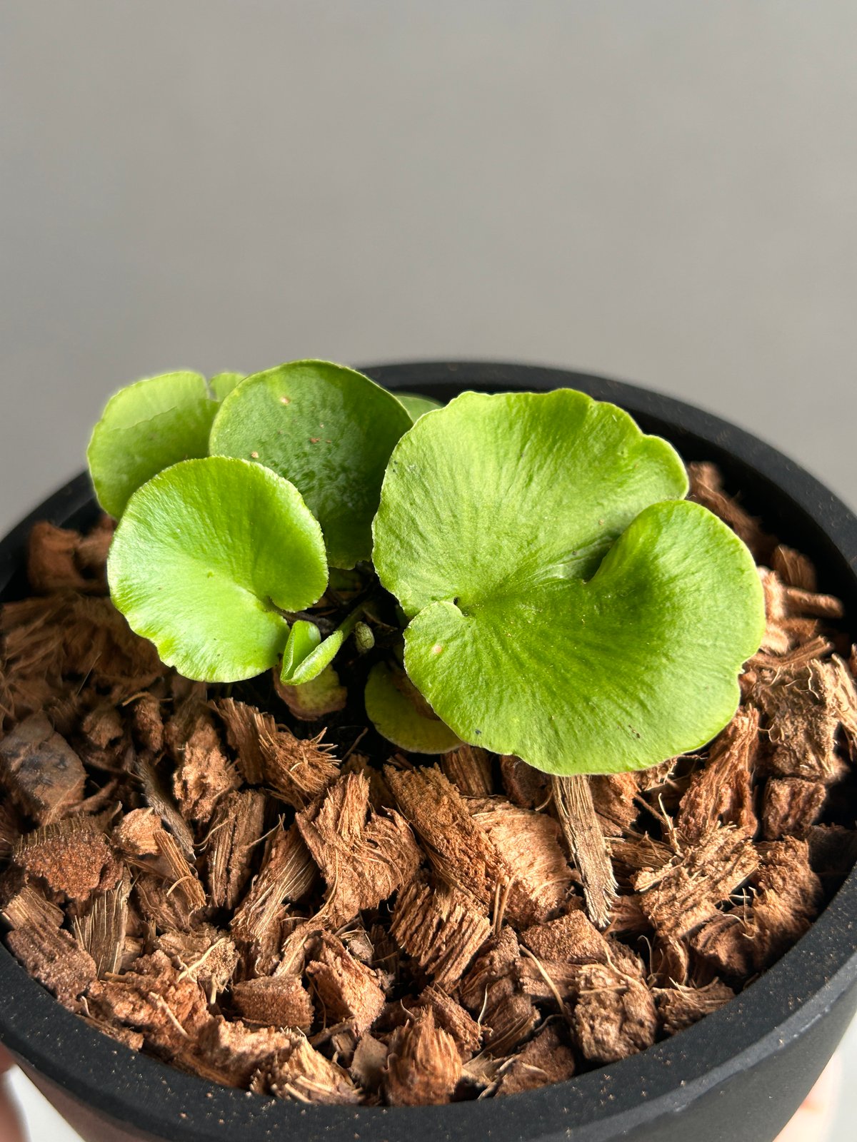 アスプレニウム デラバイ (フランチ) コペル 「Asplenium delavayi (Fr...