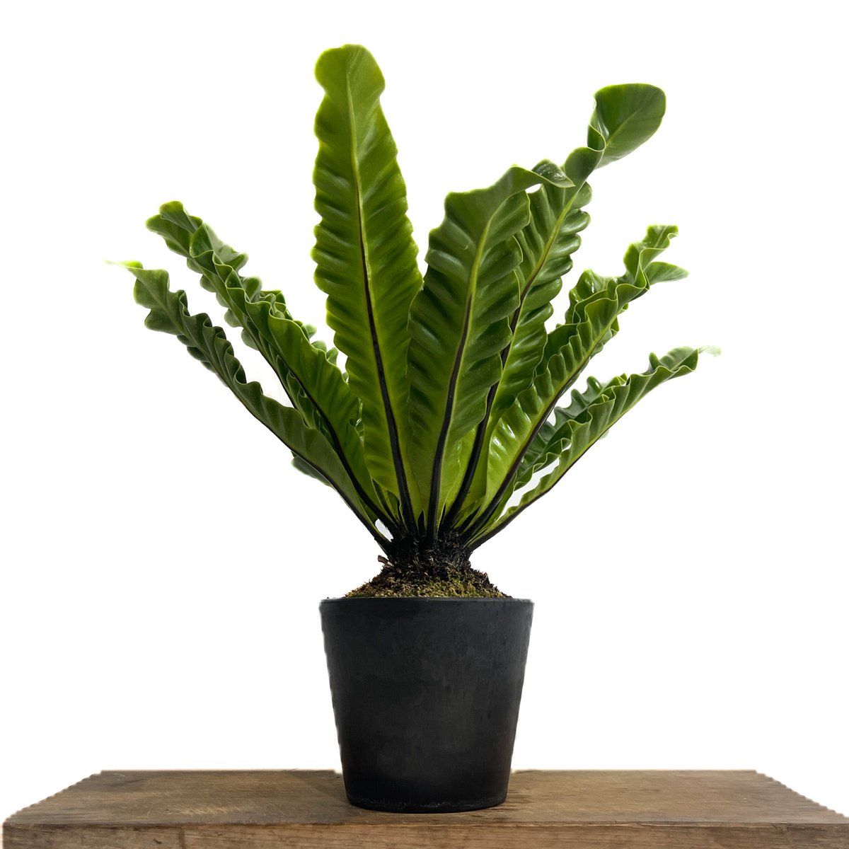 アスプレニウム コブラ ドワーフ「Asplenium cobra dwarf」6/28-875...