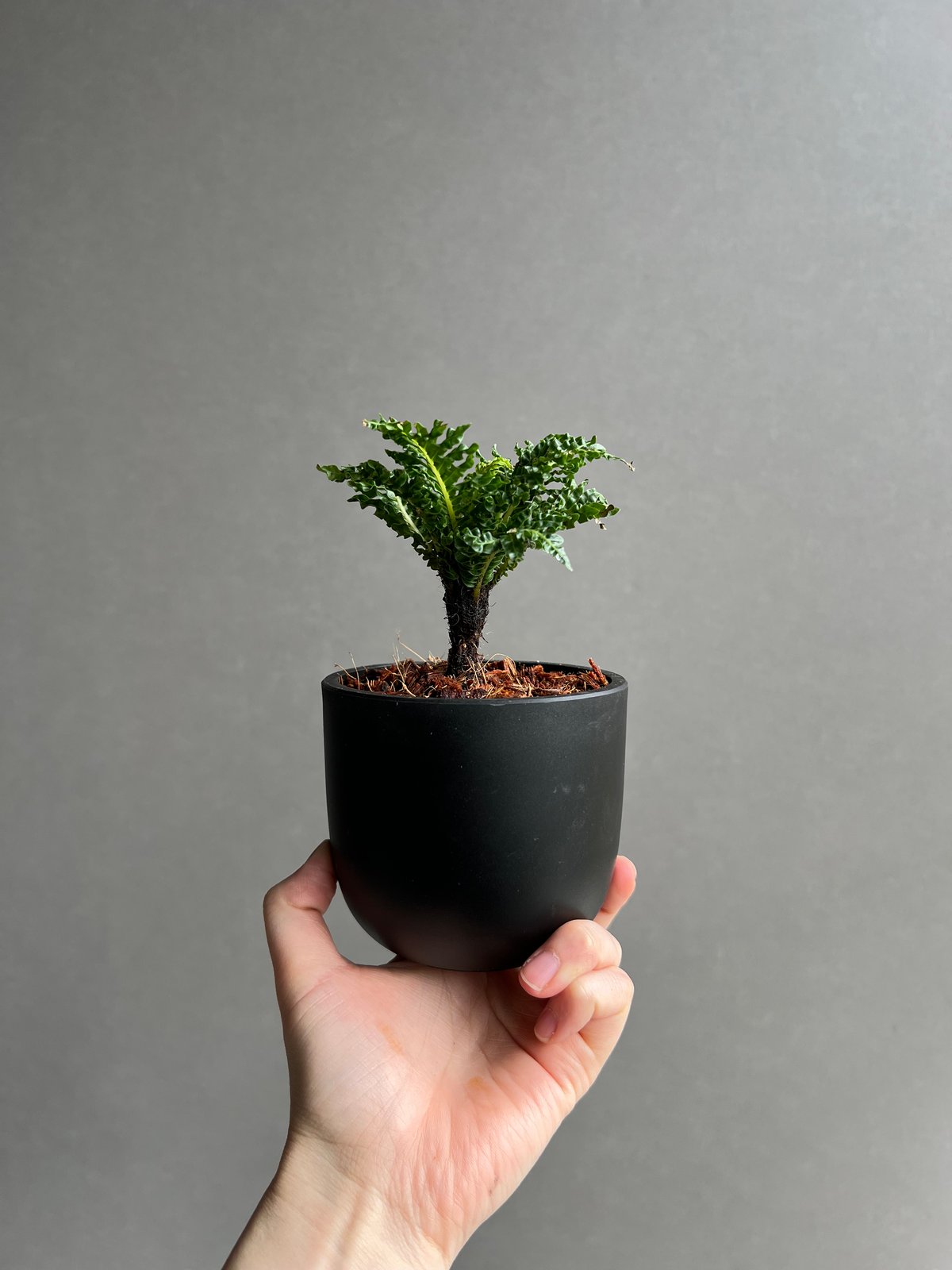 ブレクナム ギッバム ドワーフ 「Blechnum gibbum Dwarf 」2C | SH...