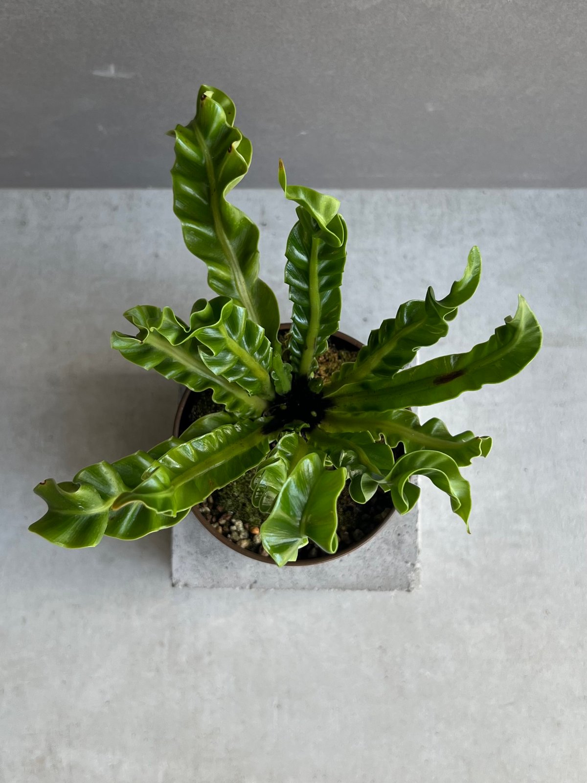 アスプレニウム ハイブリッド ドワーフ 「Asplenium hybrid Dwarf」23D...