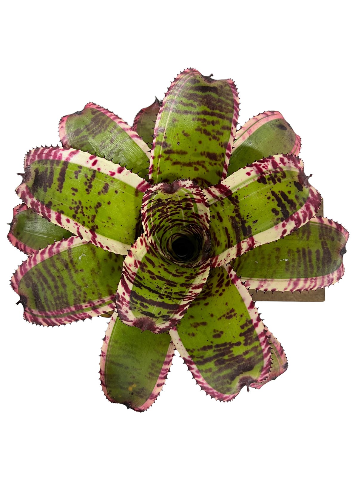 ネオレゲリア ジャガー 「Neoregelia Jaguar」88M-m | SHOUCH...