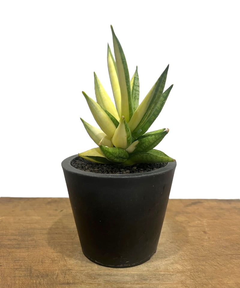 サンセベリア ミン マニー 斑入 (ハーフムーン ) 「Sansevieria サンセベリア ミン マニー 斑入 (ハーフムーン ) 「Sansevieria