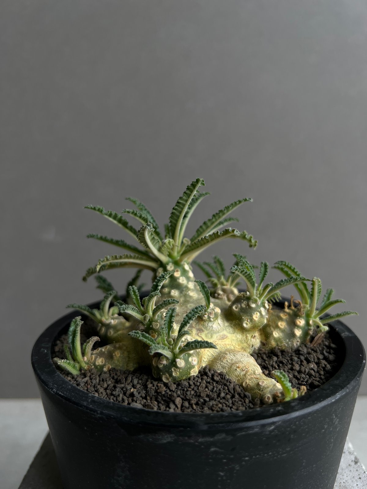 ドルステニア ラブラニー(多頭タイプ) 実生苗 「Dorstenia lavrani seed...