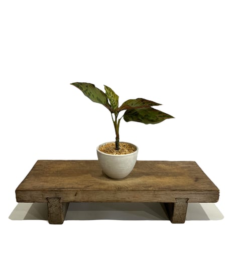 アグラオネマ レッドアーミー 「Aglaonema Red Army」93I | SHOUCH...