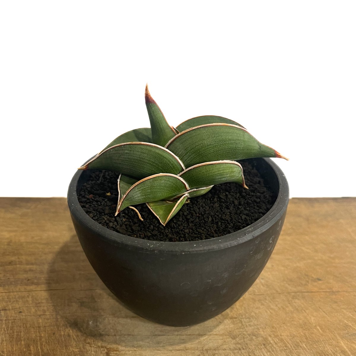 サンセベリア ロリダ 「Sansevieria rorida」33G-1 | SHOUCHI...
