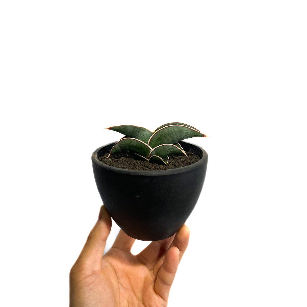 サンセベリア ロリダ 「Sansevieria rorida」7H-1 | SHOUCHIKUEN