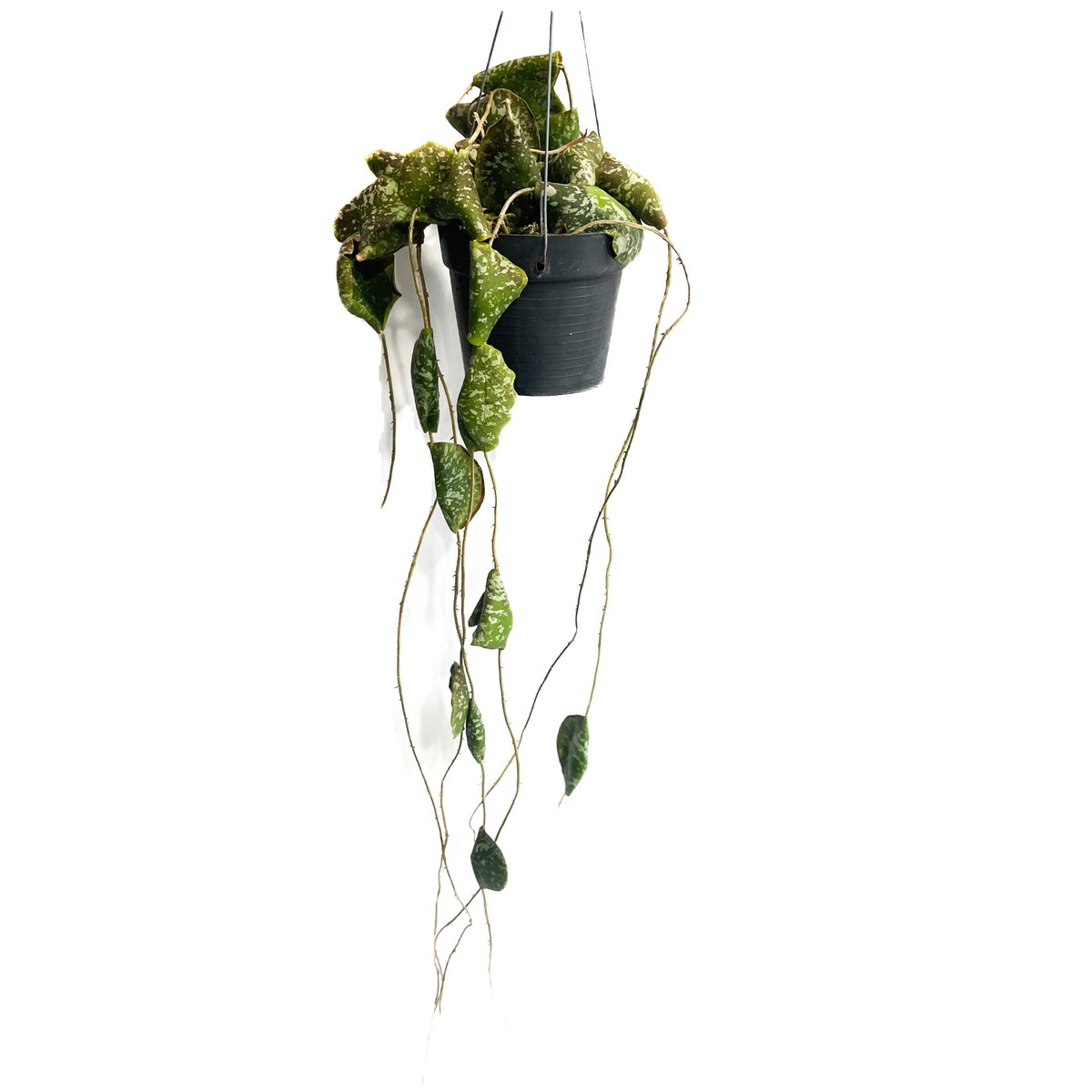 ホヤ インブリカータ 「 Hoya imbricata」3/6-71-4M | SHOUCH...