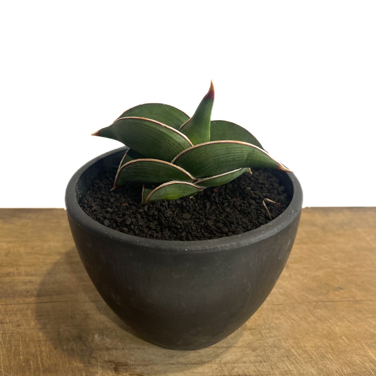 サンセベリア ロリダ 「Sansevieria rorida」33G-1 | SHOUCHI...