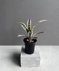 ティランジア フンキアナ クランプ ④「Tillandsia funckiana ティランジア フンキアナ クランプ ④「Tillandsia funckiana