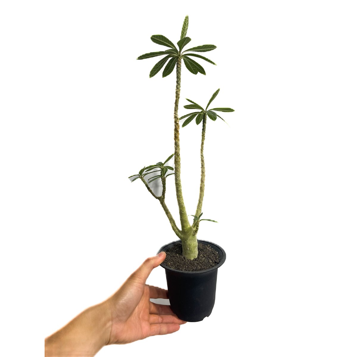 ドルステニア ギガス 「Dorstenia gigas」4/26-368 | SHOUCHIKUEN ドルステニア ギガス 「Dorstenia gigas」4/26-368 | SHOUCHIKUEN
