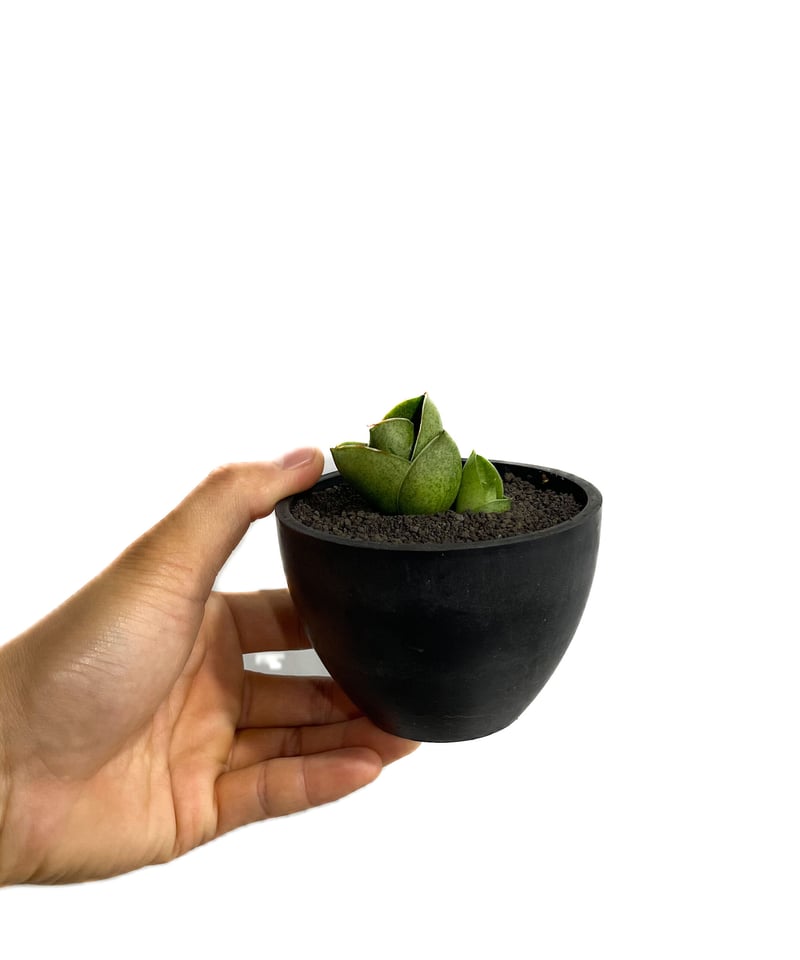 サンセベリア タム タミ「Sansevieria Tamu Tami (by Unyamane サンセベリア タム タミ「Sansevieria Tamu Tami (by Unyamane
