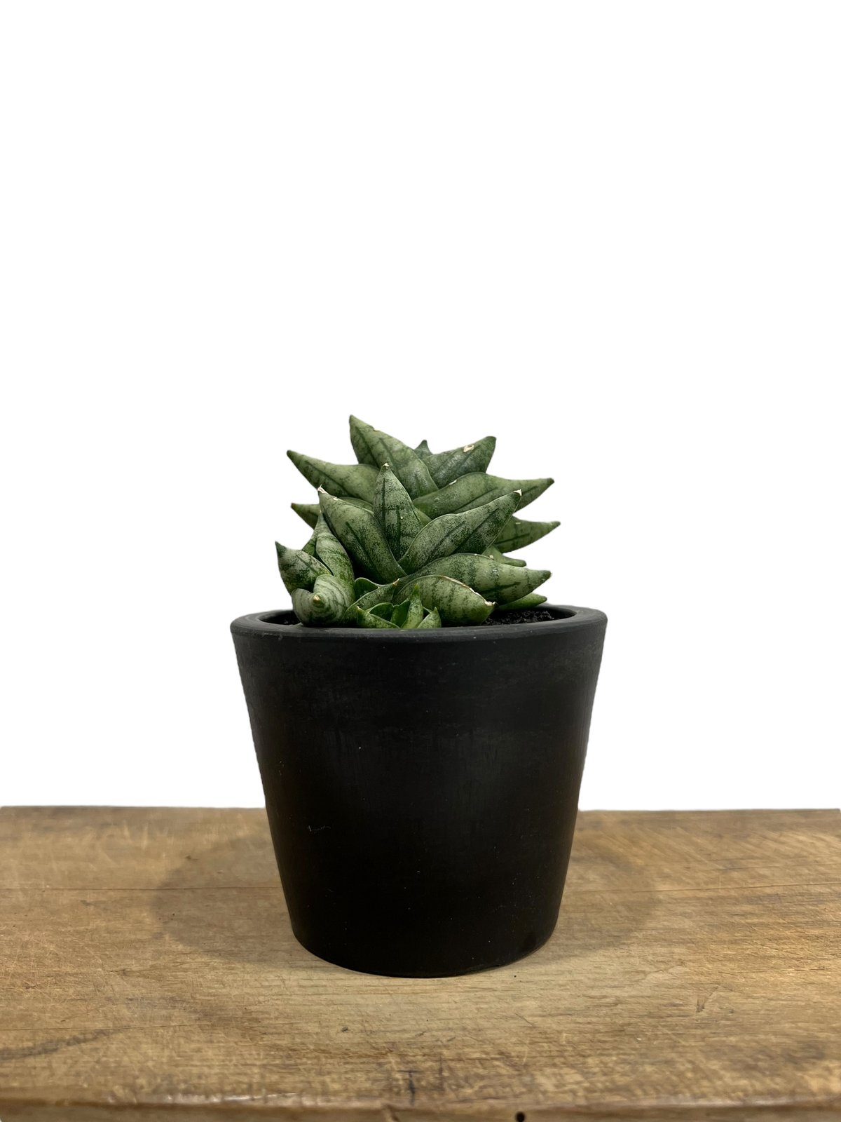 Sansevieria boncellensis mini (by Adisak) サンセベ...