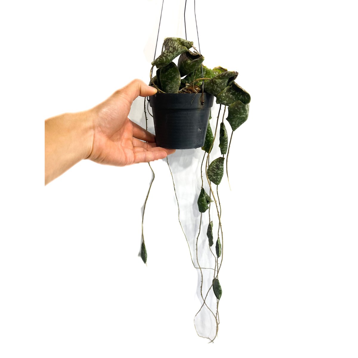 ホヤ インブリカータ 「 Hoya imbricata」3/6-71-4M | SHOUCH...