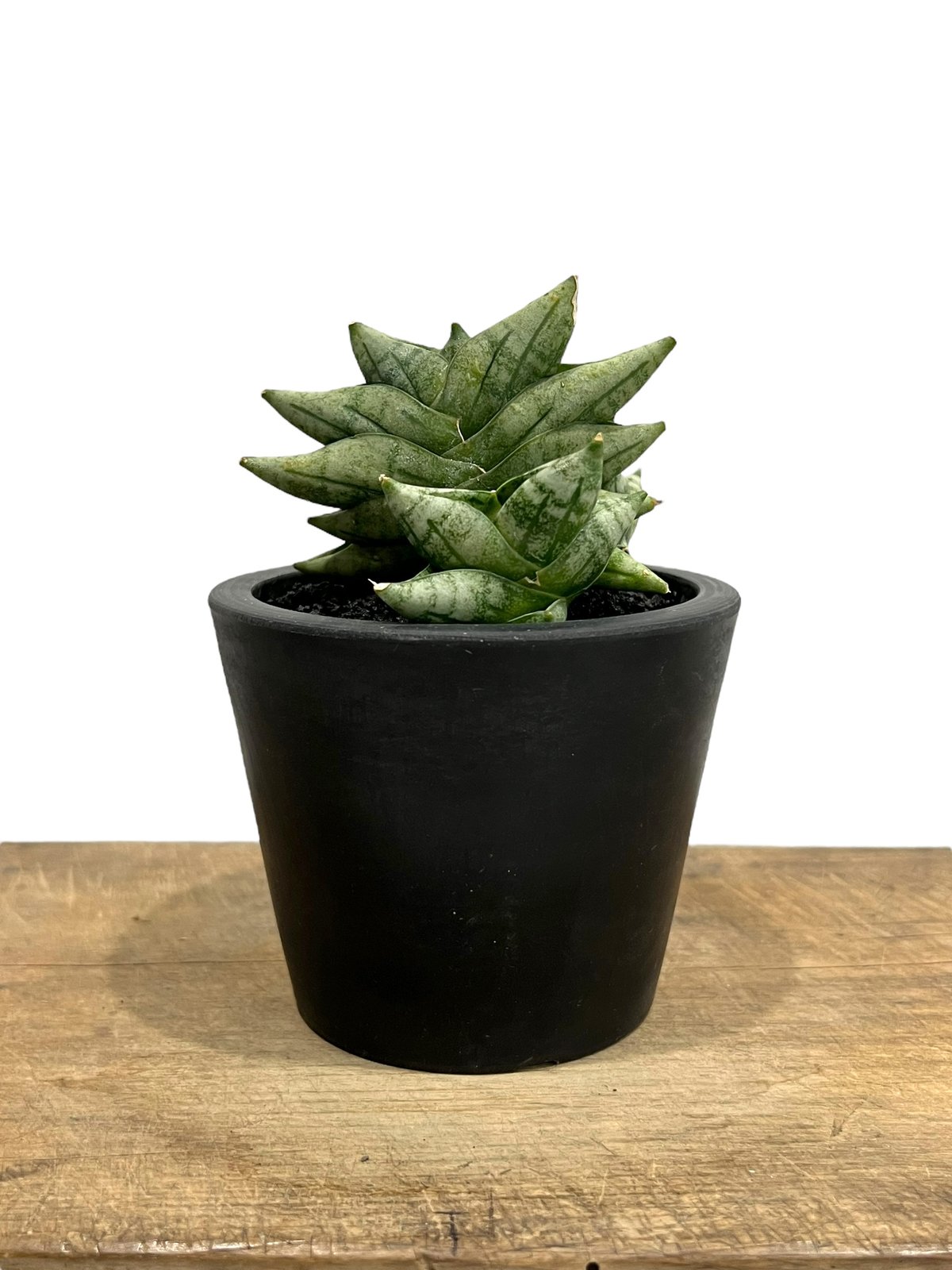 Sansevieria boncellensis mini (by Adisak) サンセベ...