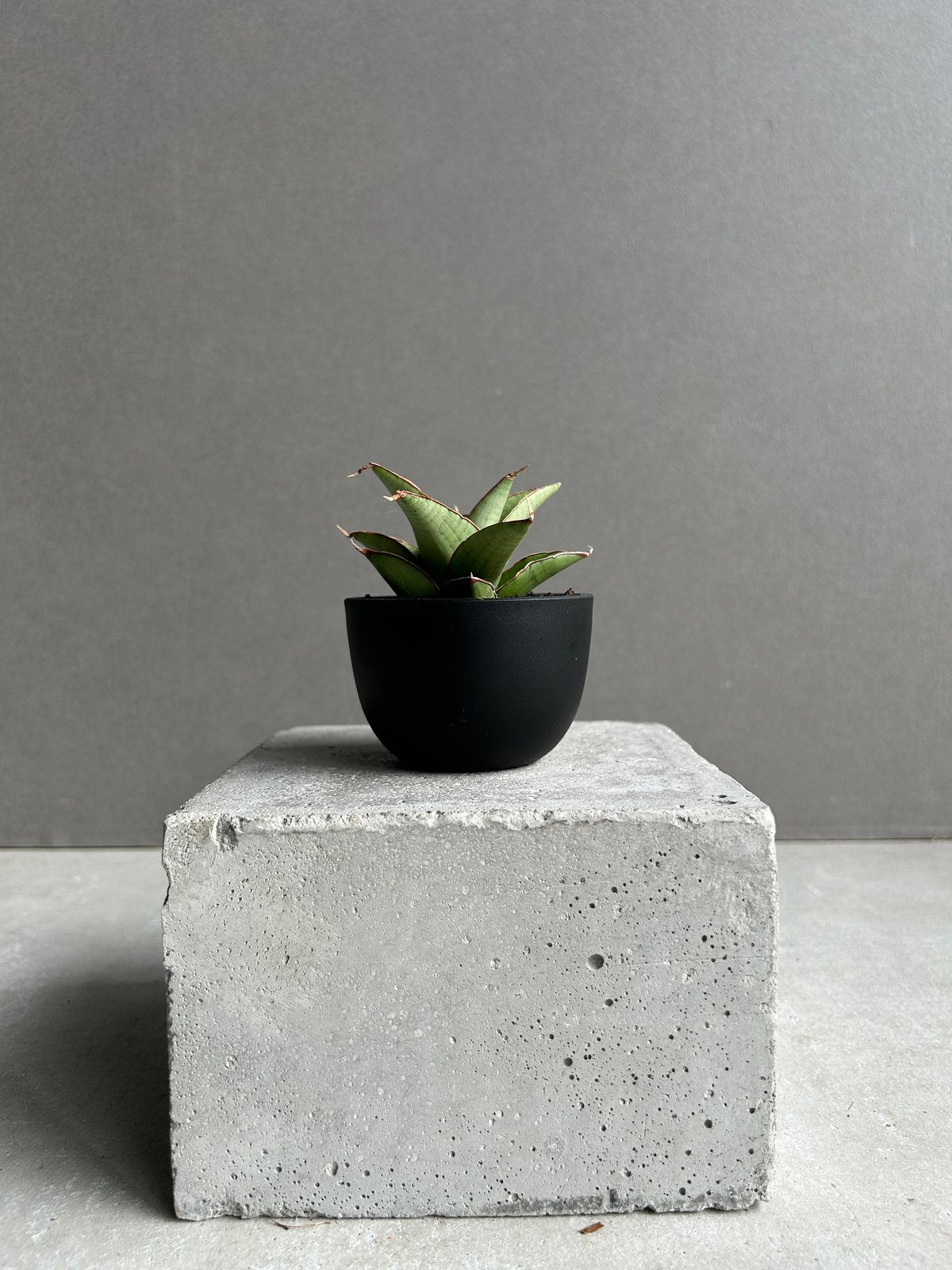 サンセベリア ノック ユン「Sansevieria Nok Yung」60I | SHOUCH...