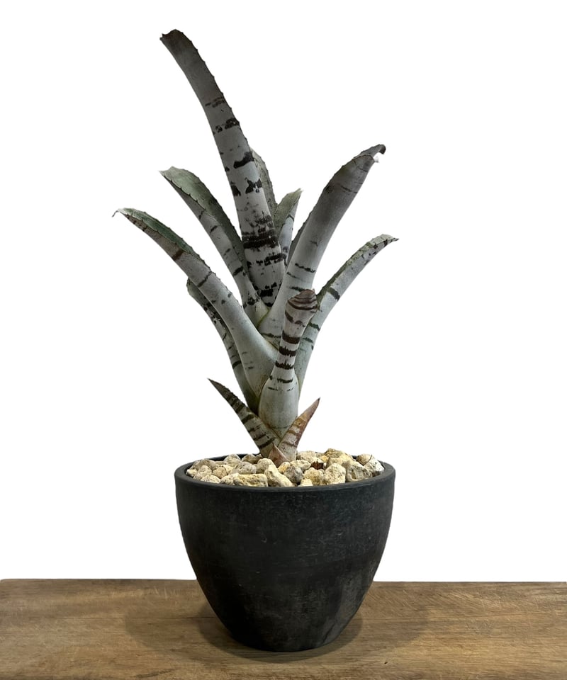 エクメア チャンティニー 実生 「Aechmea chantinii seedling エクメア チャンティニー 実生 「Aechmea chantinii seedling