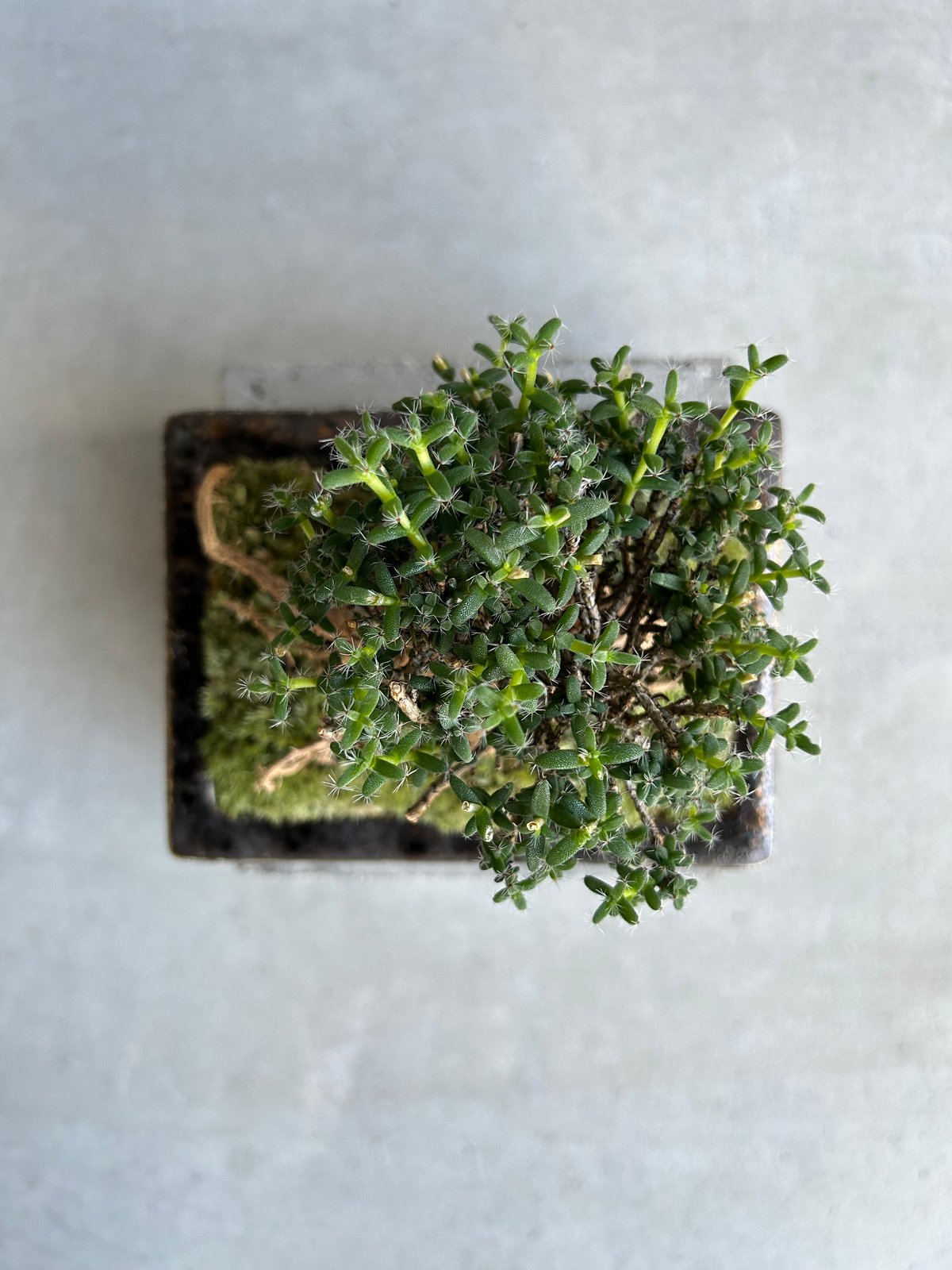 トリコディアデマ ブルボスム BONSAI + YON-HACHI「Trichodiadem...