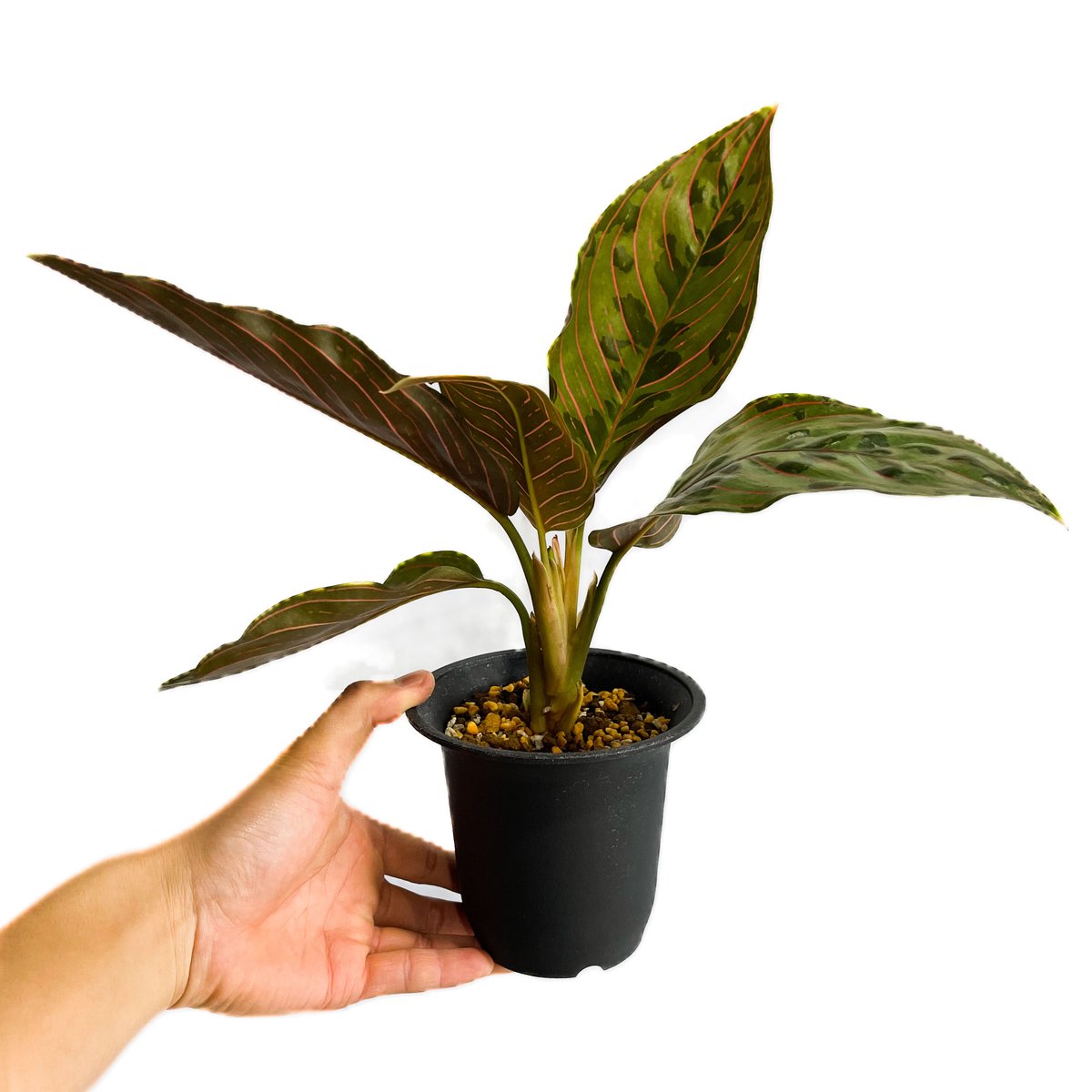 アグラオネマ レッドアーミー「Aglaonema Red Army」1/12 | SHOUCH...