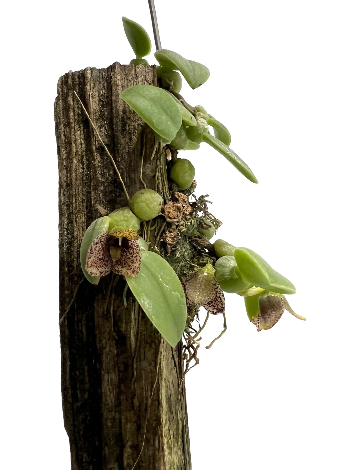 トリアス sp. タイランド 「Trias sp. Thailand」91H | SHOUCH...