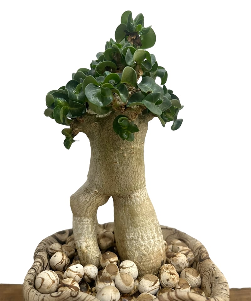アデニウム D.H.A (獅子葉) スモールリーフ + plantsmonsters アデニウム D.H.A (獅子葉) スモールリーフ + plantsmonsters