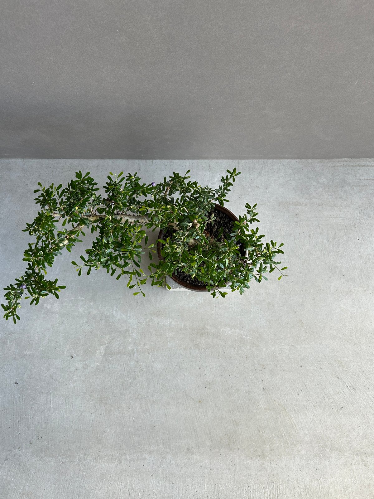 “うち” 盆栽 斑入 Limited Edition + YON-HACHI「“UCHI”