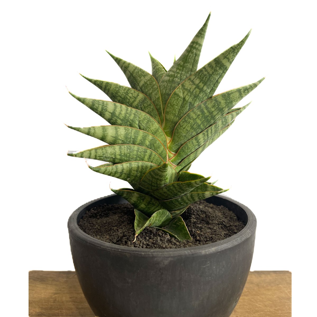 サンセベリア シンドロ「Sansevieria Sindro」6/1-662 | SHOUCH...