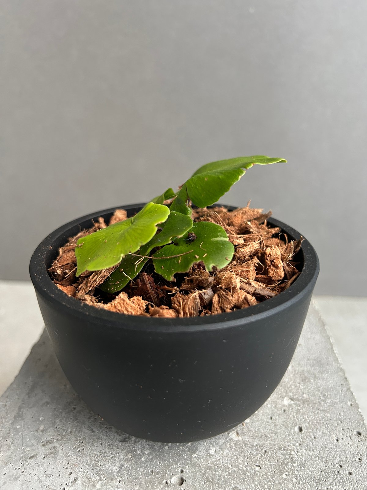 アスプレニウム デラバイ (フランチ) コペル 「Asplenium delavayi (Fr...