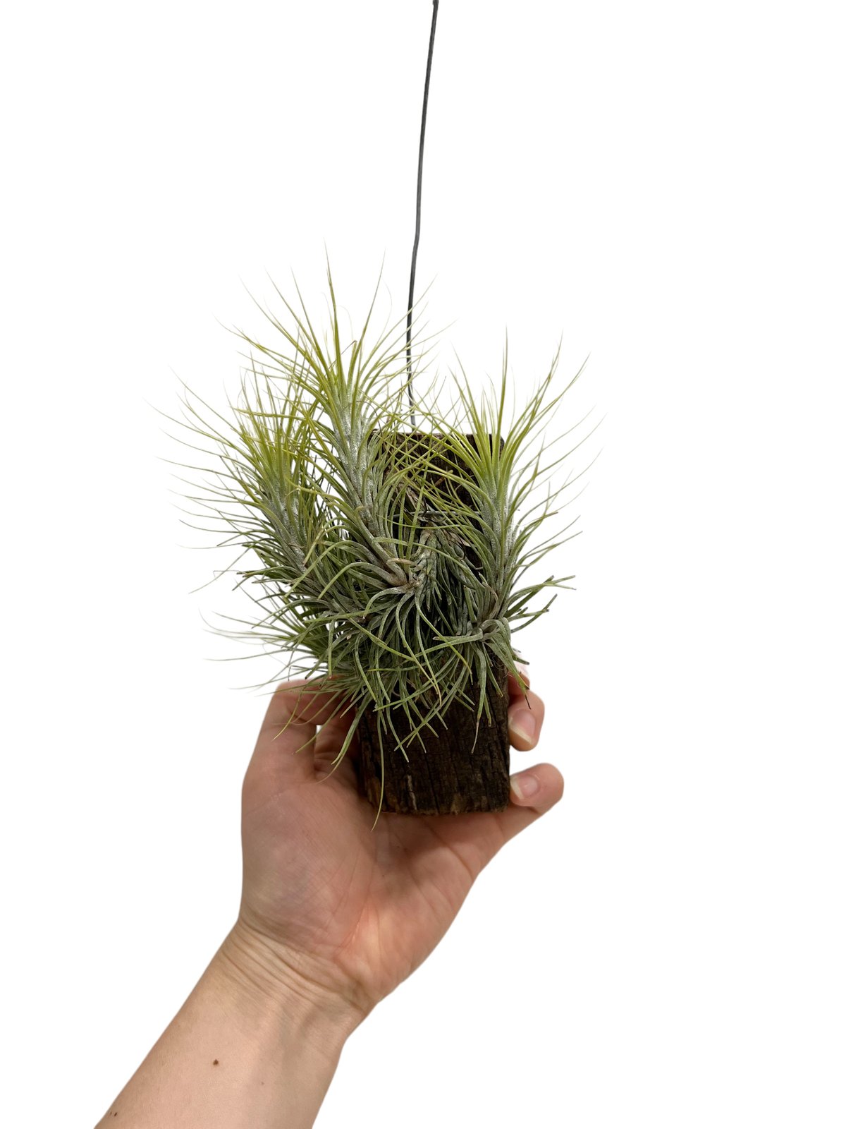 ティランジア フンキアナ (クランプタイプ) 「Tillandsia ティランジア フンキアナ (クランプタイプ) 「Tillandsia