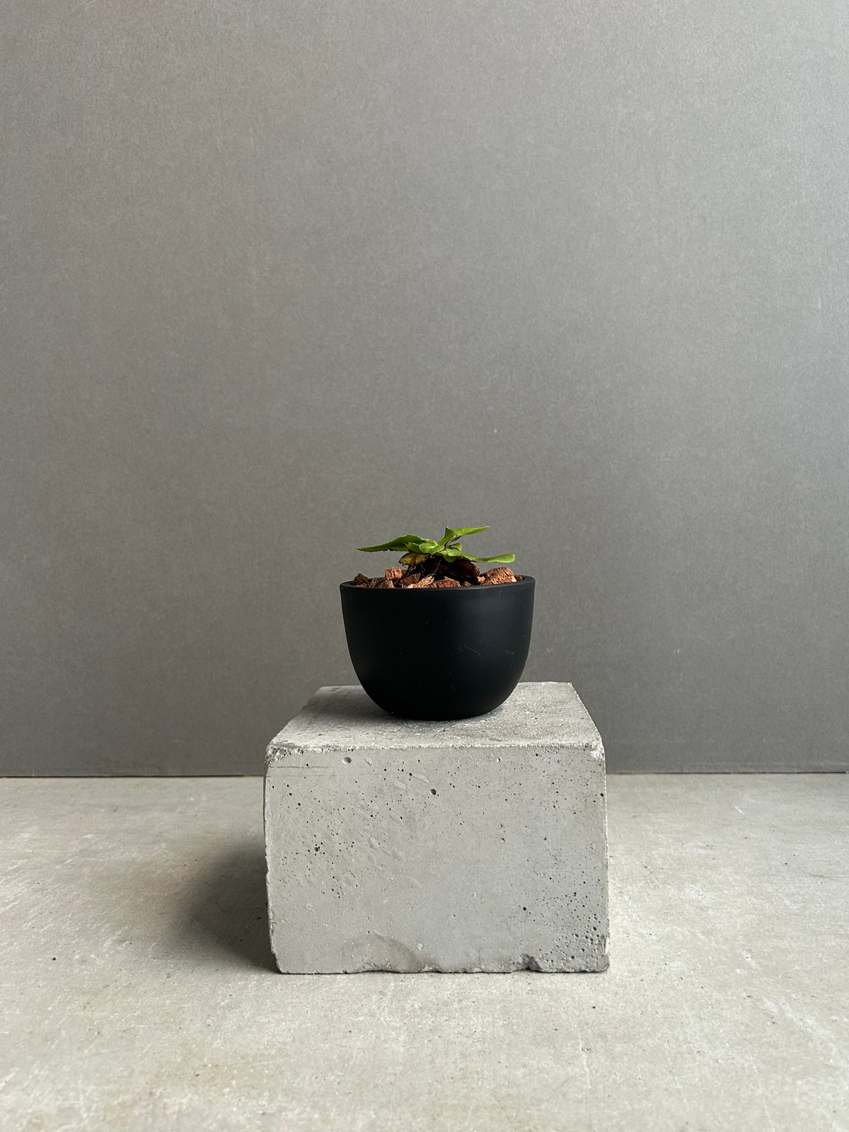 アスプレニウム デラバイ (フランチ) コペル 「Asplenium delavayi (Fr...