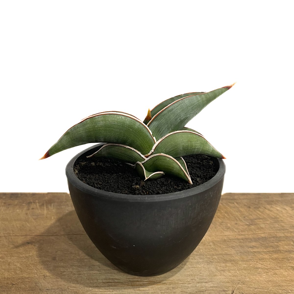 サンセベリア ロリダ 「Sansevieria rorida」45F-1 | SHOUCHI...