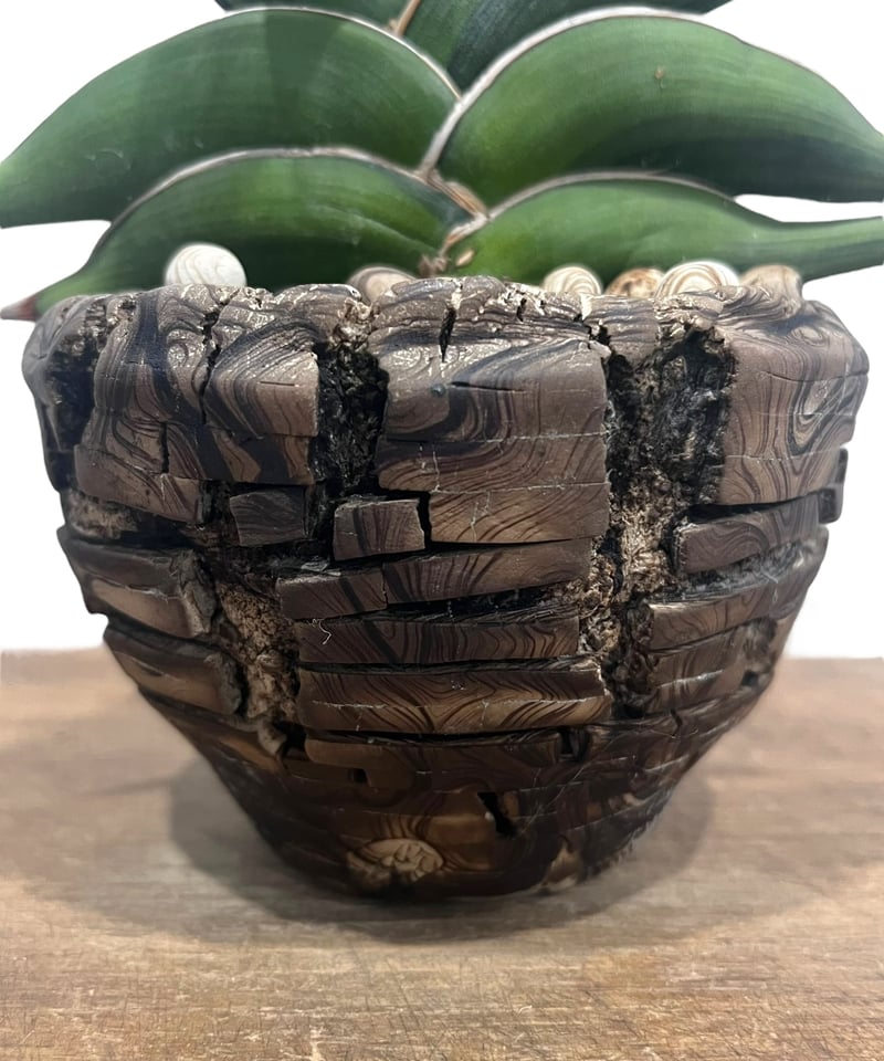 サンセベリア ロリダ 斑入 “選抜個体”+plantsmonsters pot サンセベリア ロリダ 斑入 “選抜個体”+plantsmonsters pot