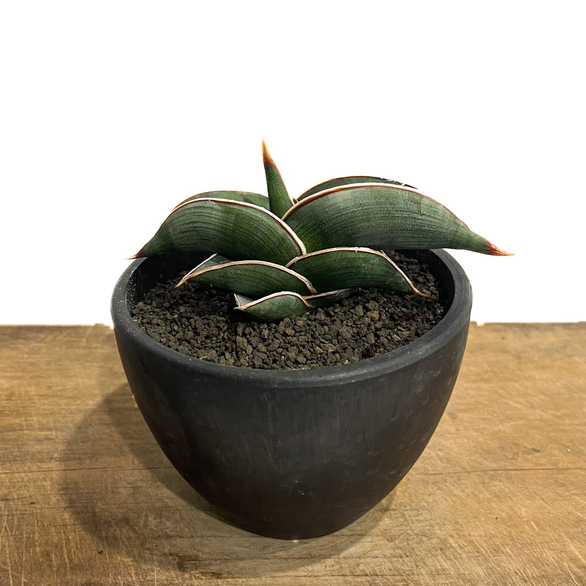 サンセベリア ロリダ 「Sansevieria rorida」51G-1 | SHOUCHI...