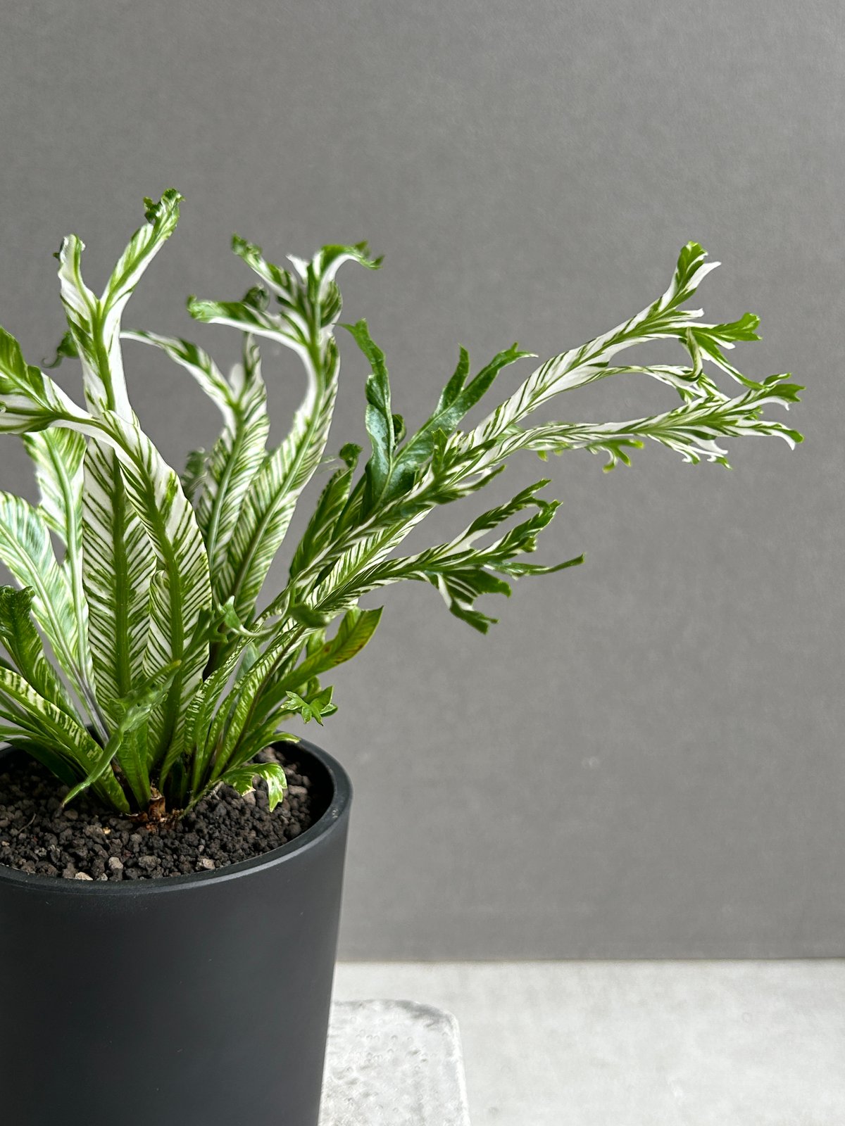 アスプレニウム ニダス 斑入 「Asplenium nidus Variegated」72I ...