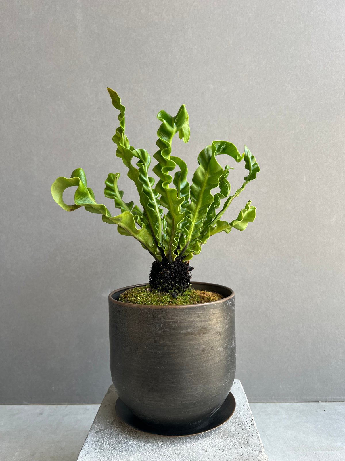 アスプレニウム ハイブリッド ドワーフ 「Asplenium hybrid Dwarf」23D...