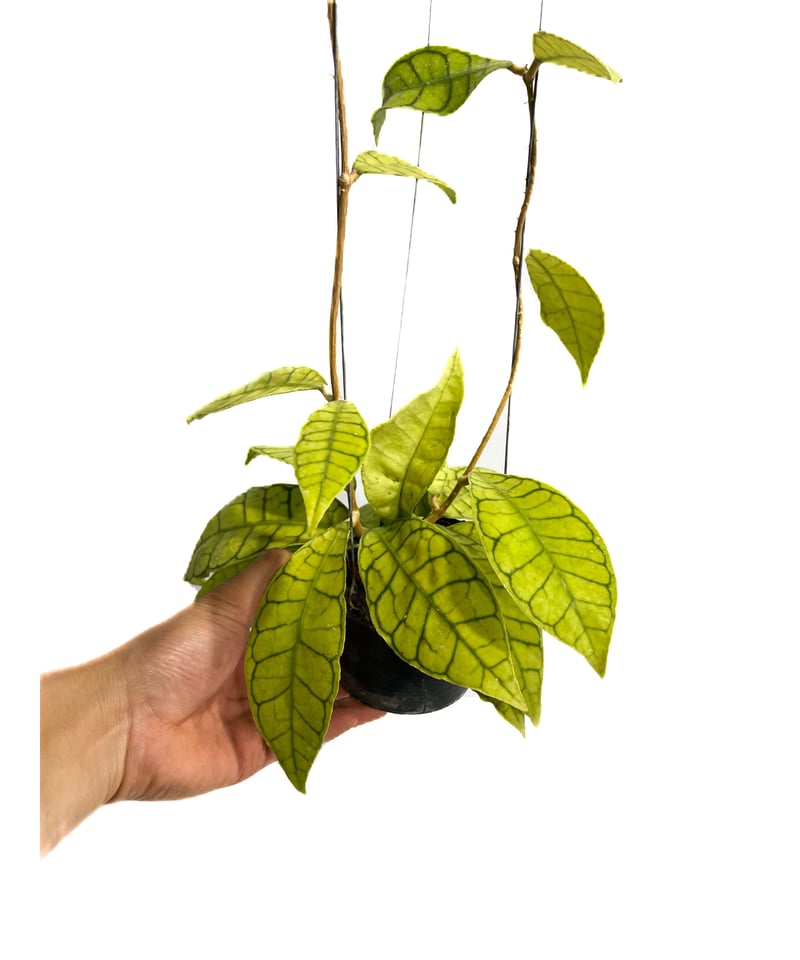 ホヤ カリストフィラ「Hoya callistophylla」4/11-294 | SHOUC ホヤ カリストフィラ「Hoya callistophylla」4/11-294 | SHOUC