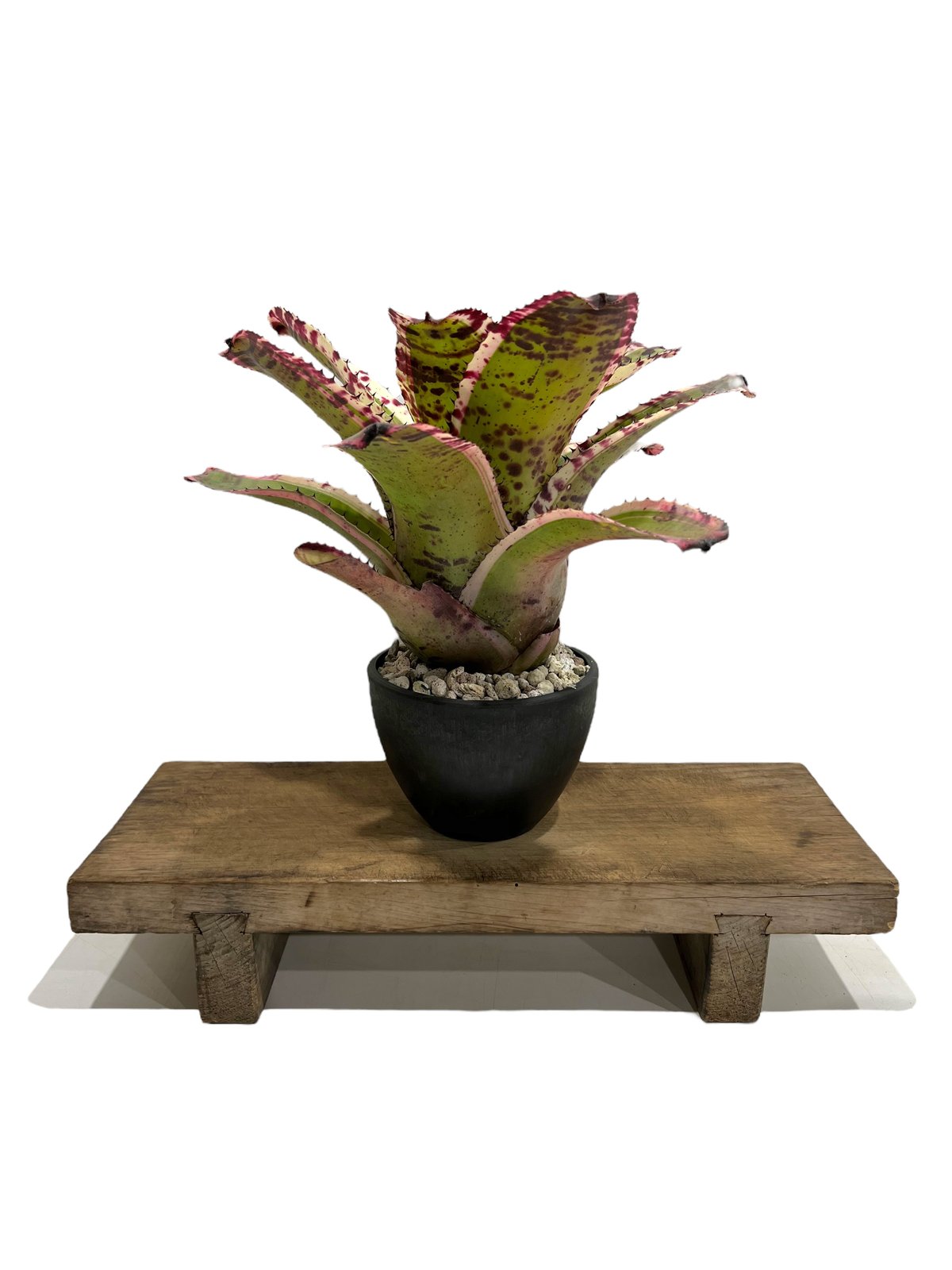 ネオレゲリア ジャガー 「Neoregelia Jaguar」88M-m | SHOUCH...