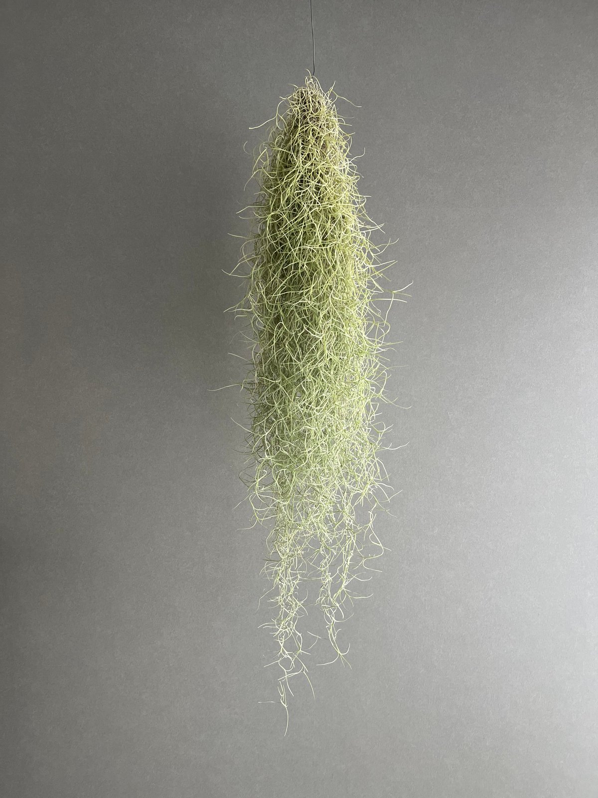 ティランジア ウスネオイデス「Tillandsia usneoides」8Q | SHOUCH...
