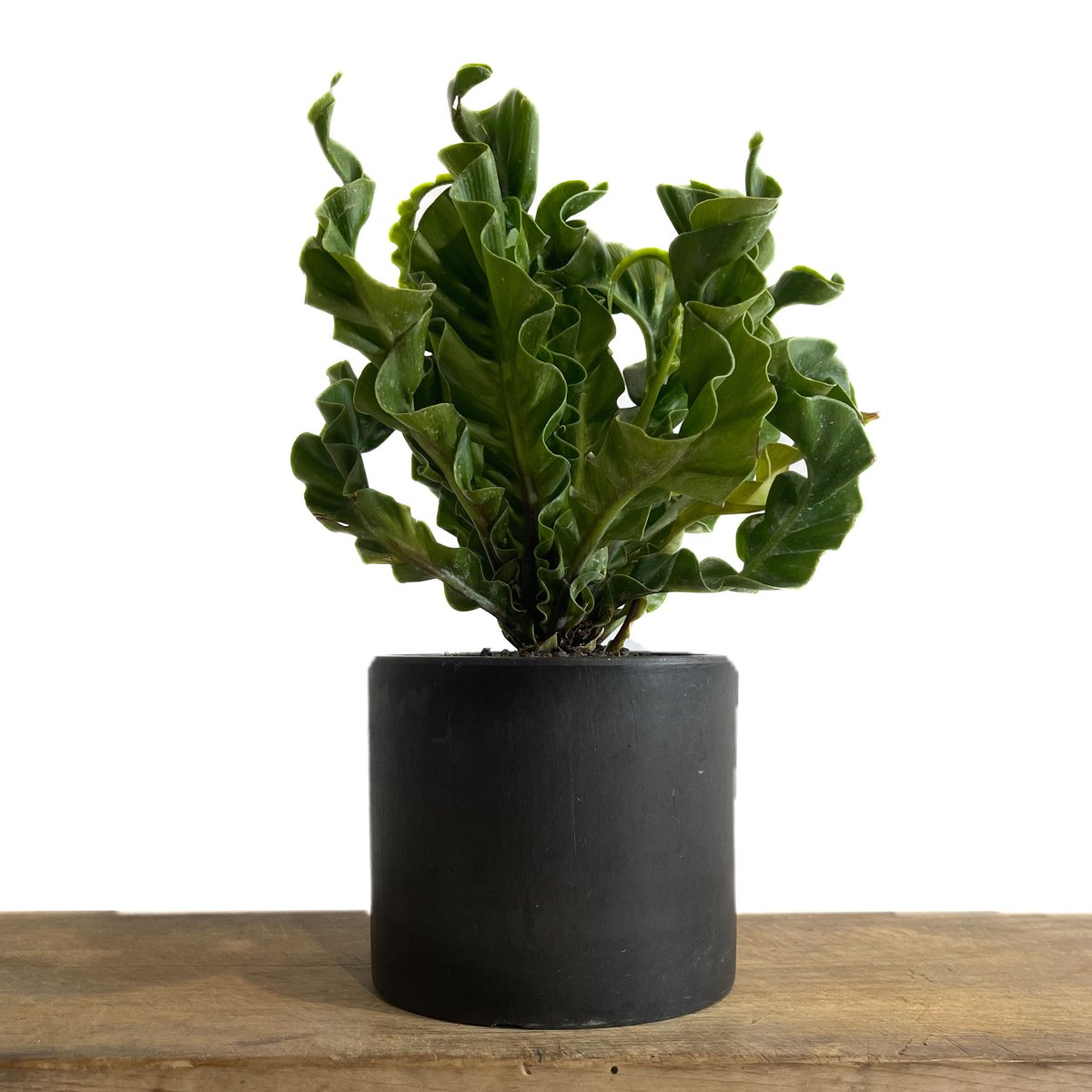 アスプレニウム ハイブリッド ドワーフ「Asplenium hybrid Dwarf」67E-...