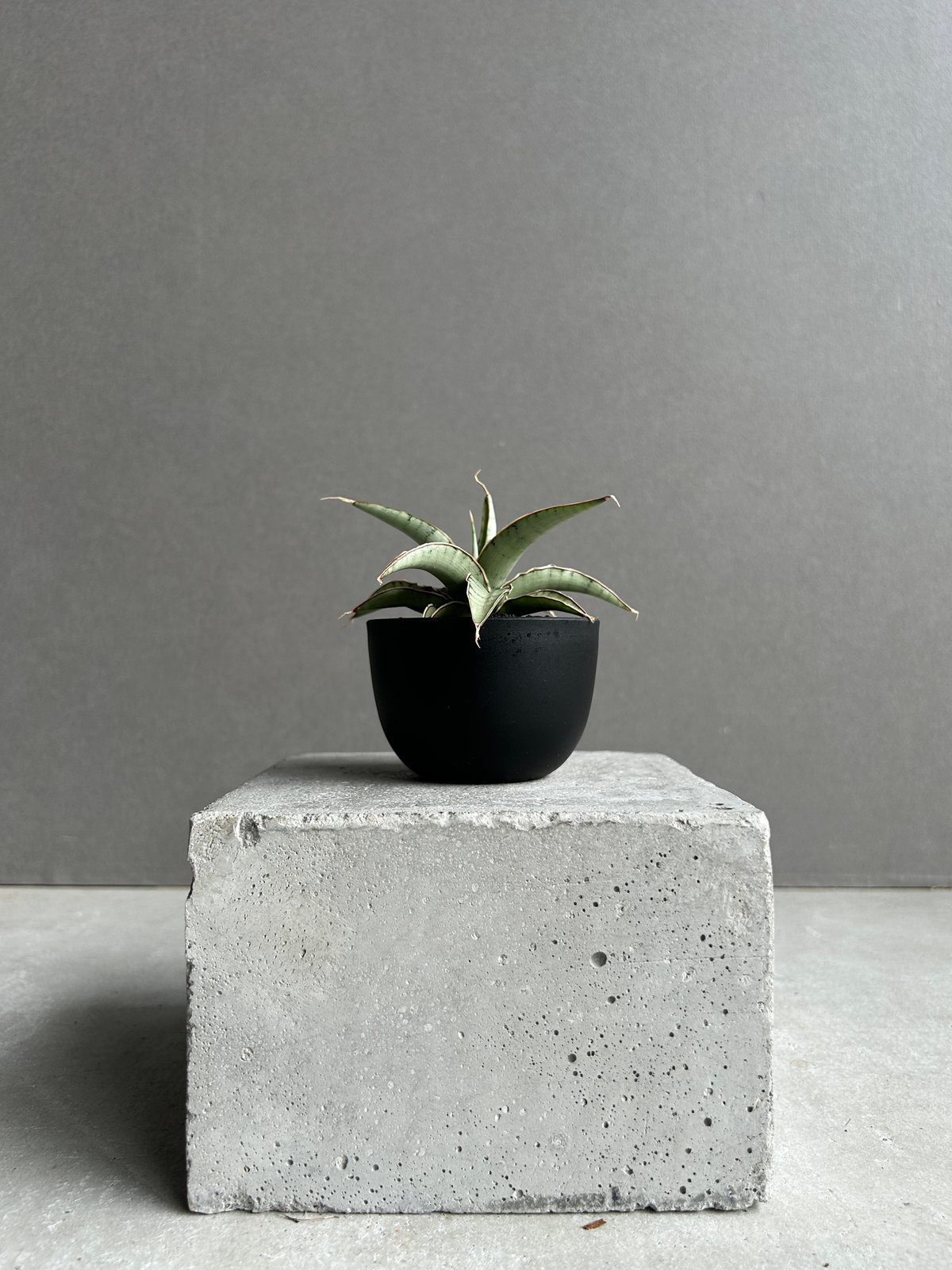 サンセベリア モスキート「Sansevieria Mosquito 」58I | SHOUCH...