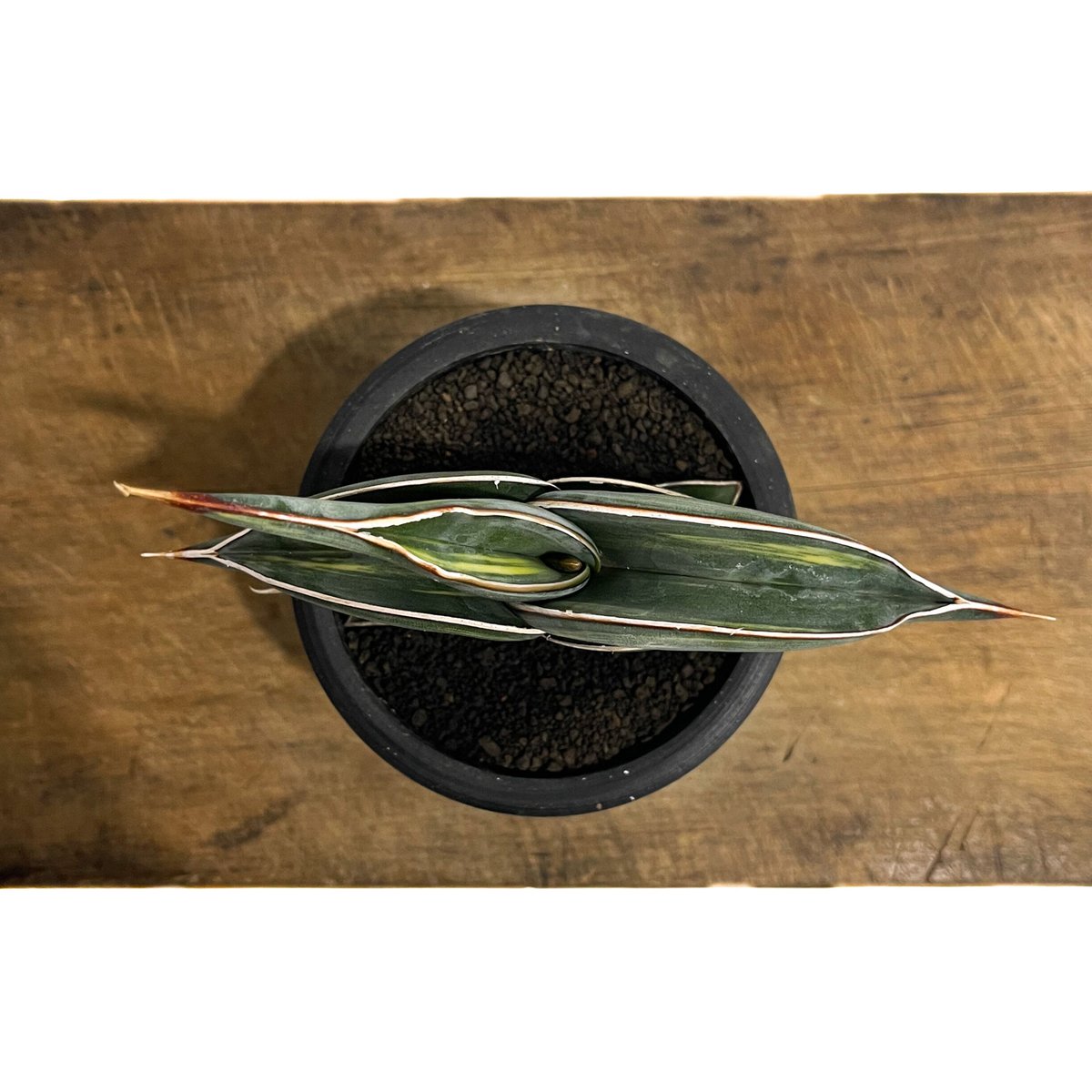 サンセベリア ロリダ 斑入り「Sansevieria rorida Var.」33D-1